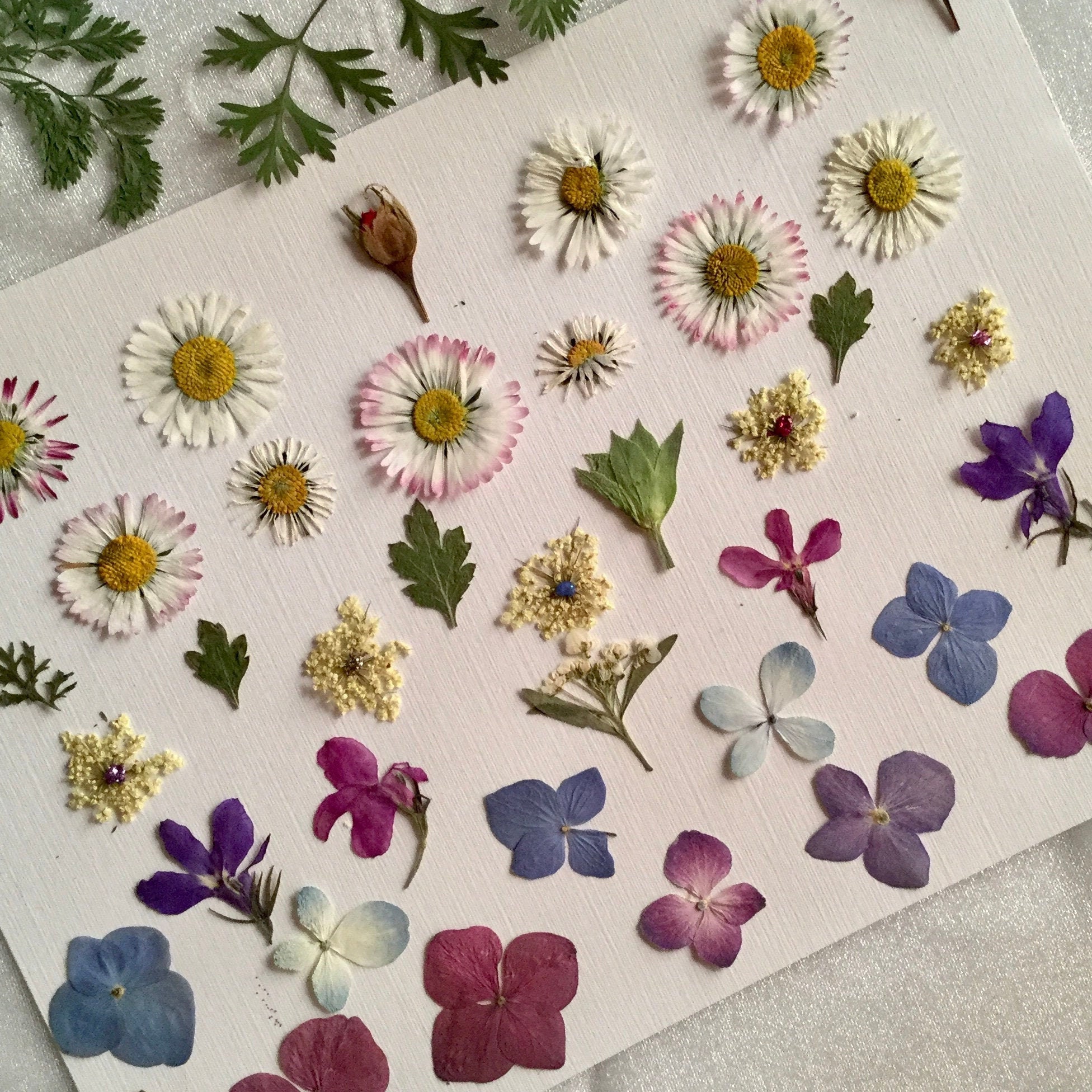 Pressed Flowers Tiny Flowers for Crafting Wax Sealing - Etsy