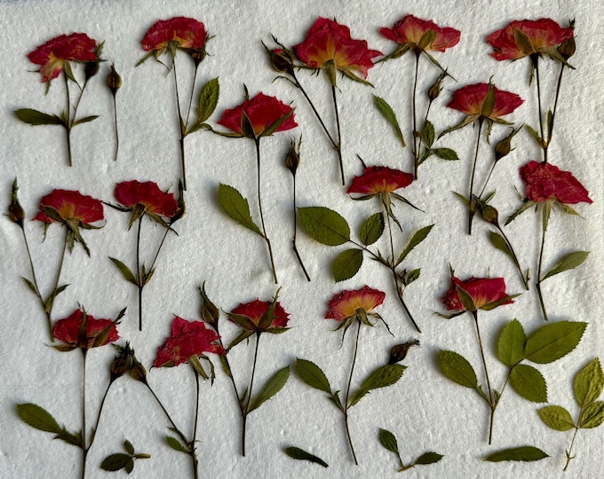 Dried Pressed Flowers, Real Miniature Pressed Roses, Red or Salmon ...
