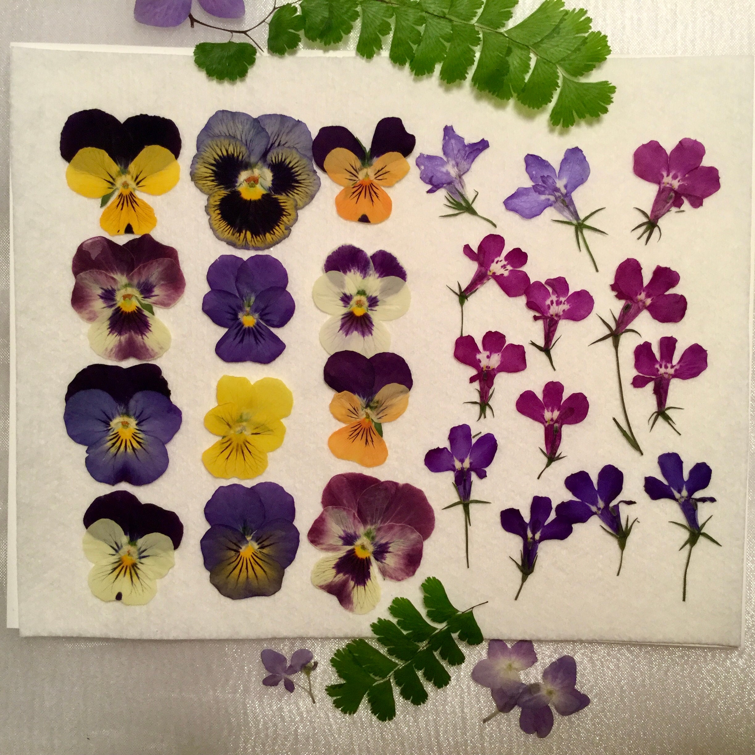 Small Pretty Pressed Flowers, Tricolor Violas and Pansies, Blue Lobelia ...