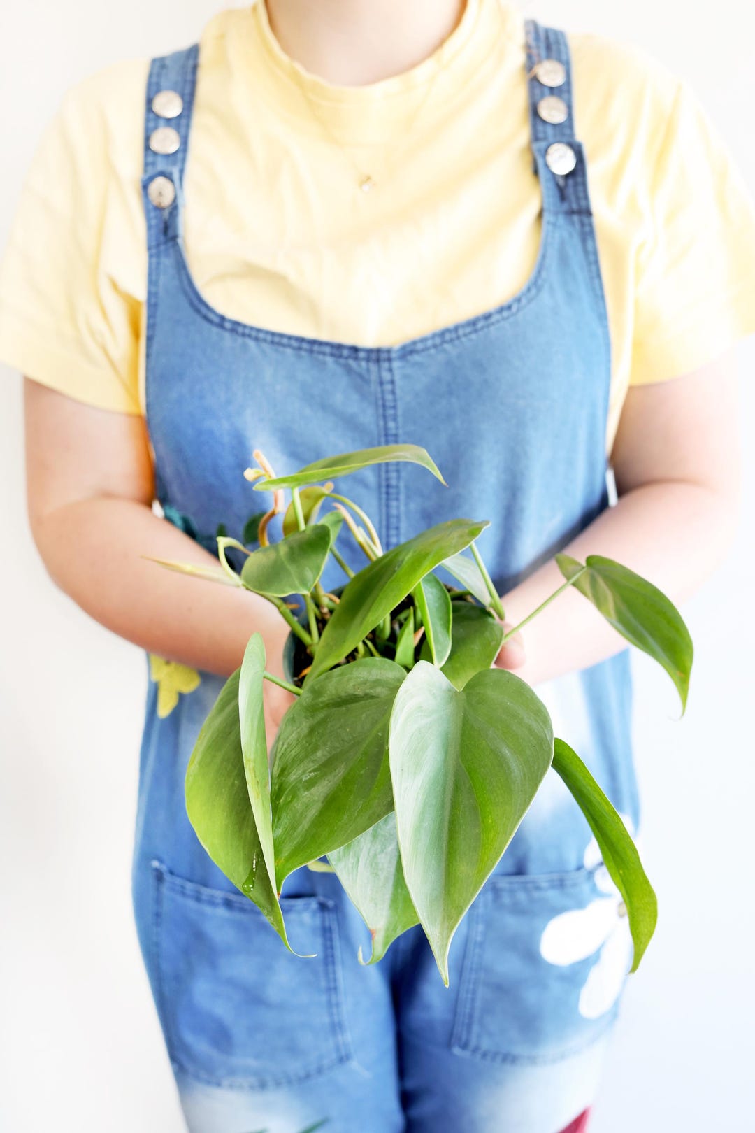Heartleaf Philodendron Live Plant: Easy Care Trailing Vine - Etsy