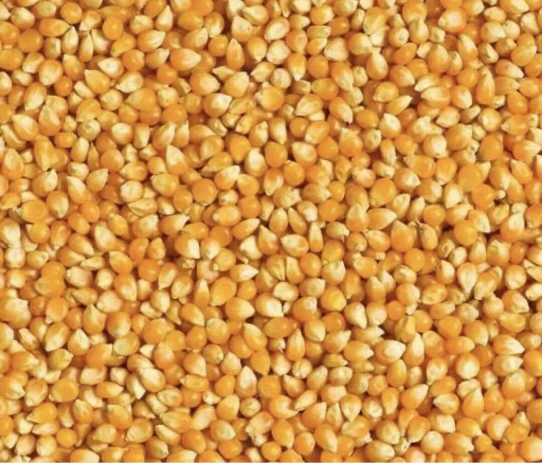 Yellow Clean Stone-free Corn for PAP (ogi, Akamu, Koko, Uji) 2kg for 15 ...