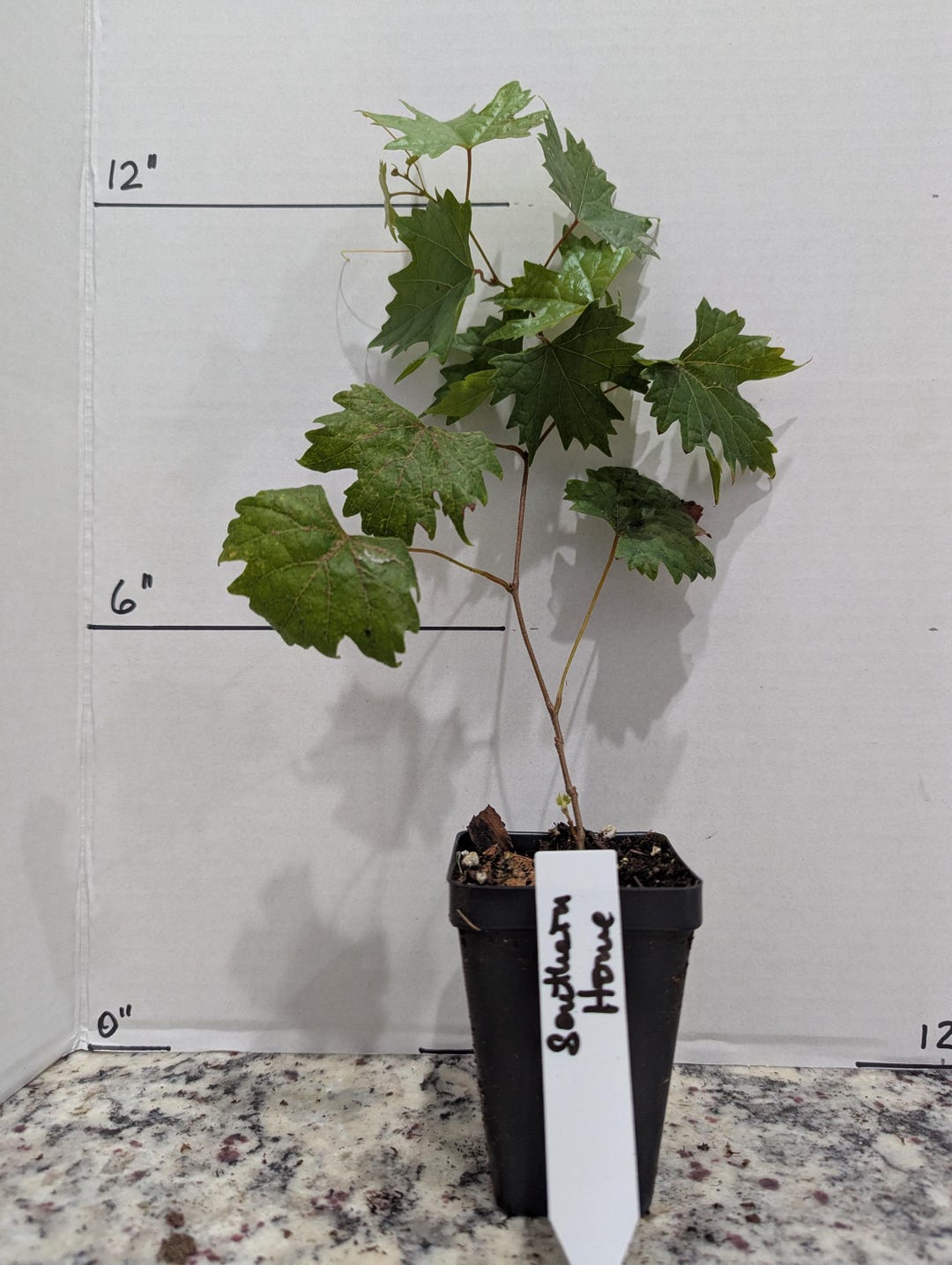 Southern Home Muscadine Grape Vine (vitis Rotundifolia ‘southern Home ...