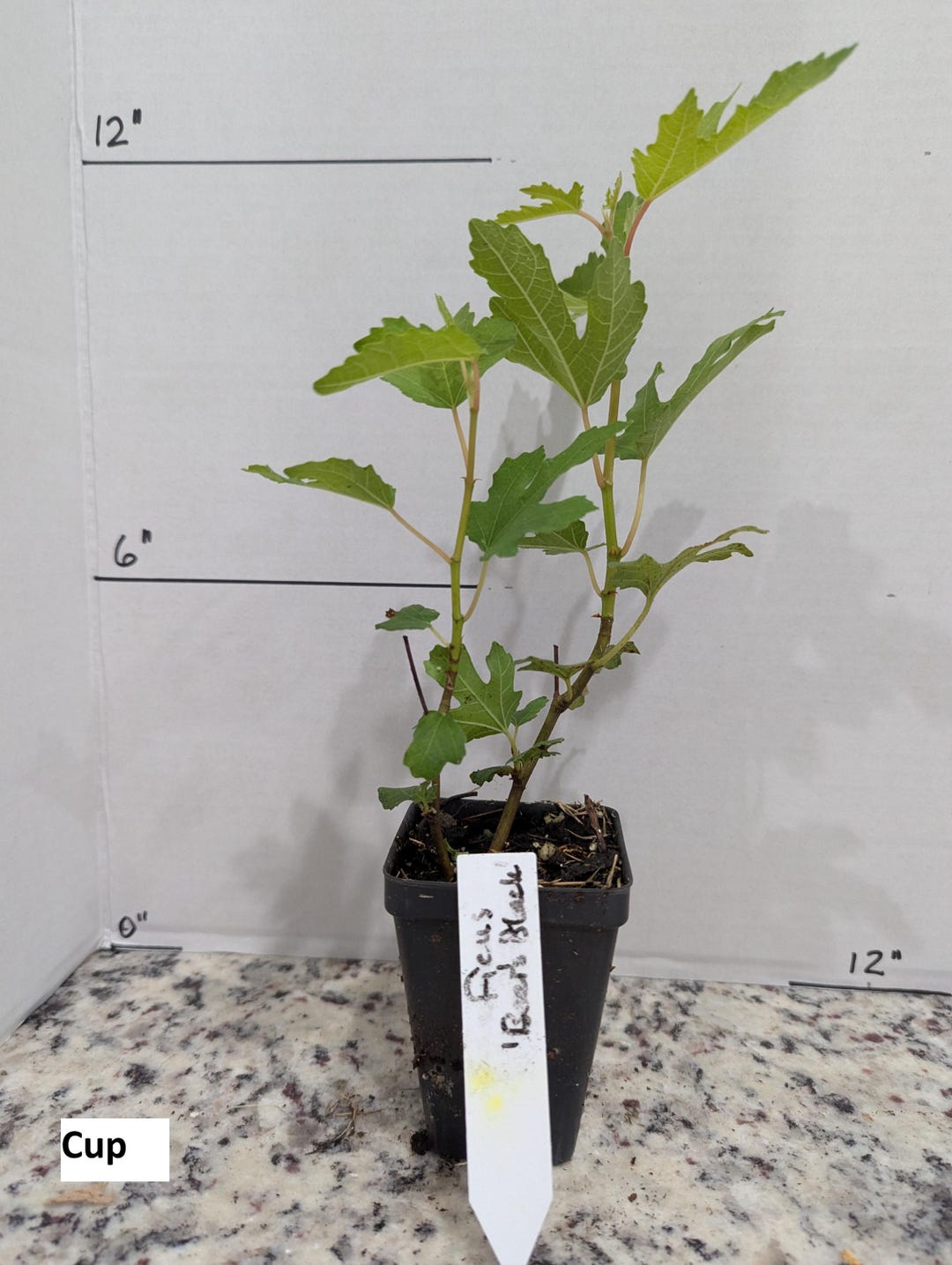 Beer’s Black Fig Tree (ficus Carica ‘beer’s Black’) – Live Plant - Etsy