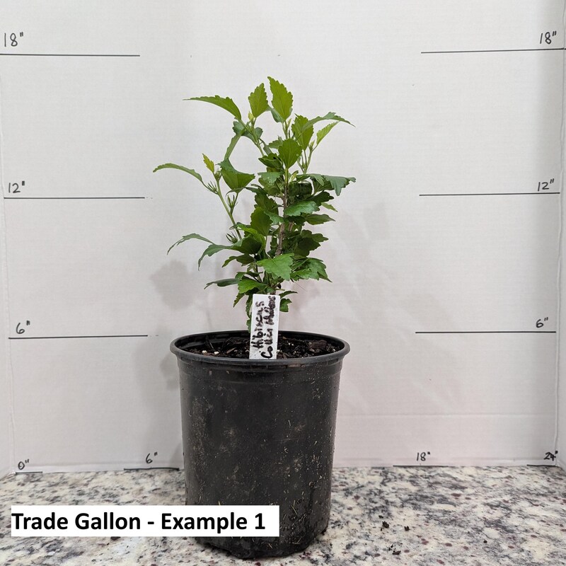 Rose of Sharon Plants - Etsy