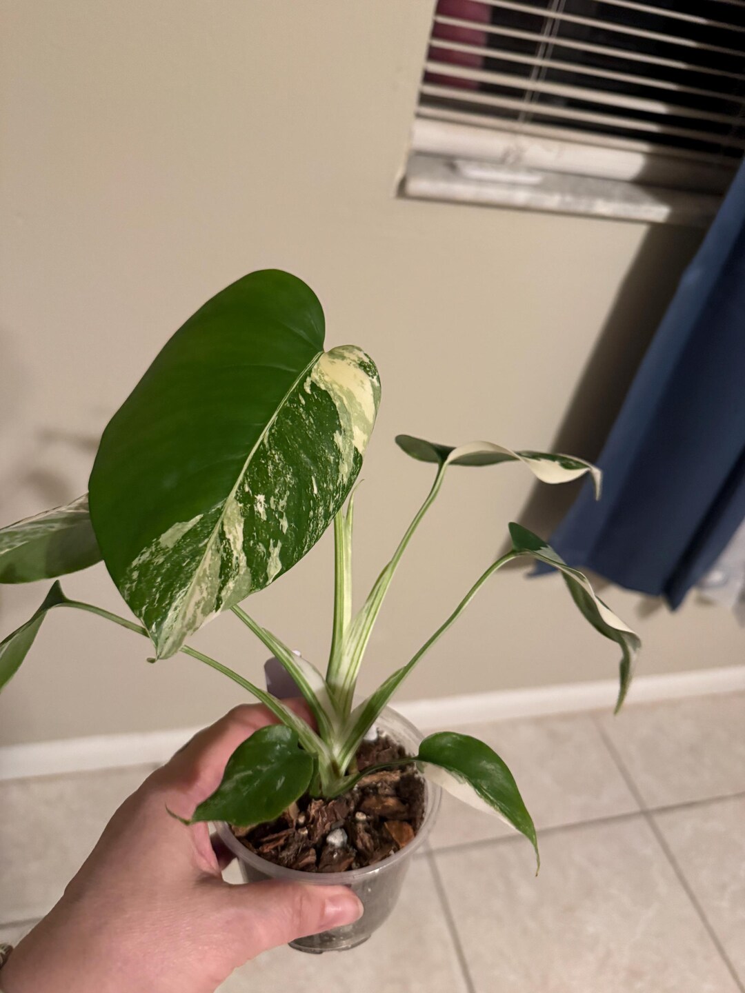 Monstera Albo (small Form Borsigiana) - Exact Plant - Etsy