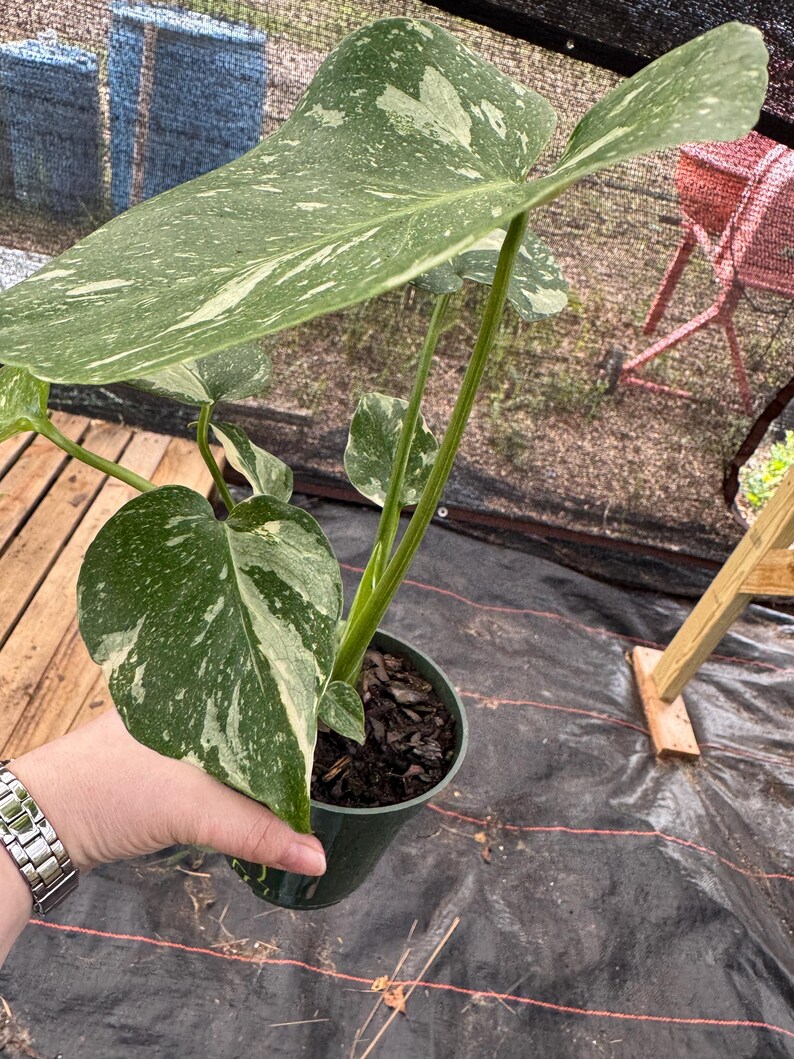 Monstera Thai Consellation - Etsy