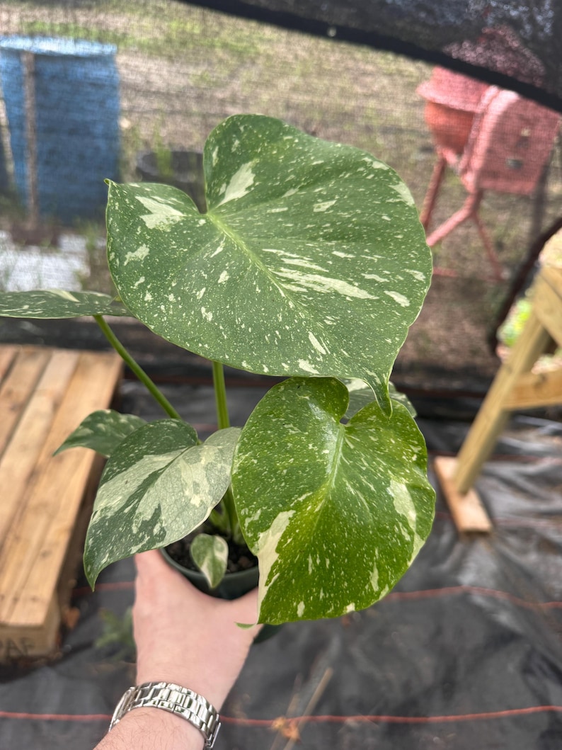 Monstera Thai Consellation - Etsy