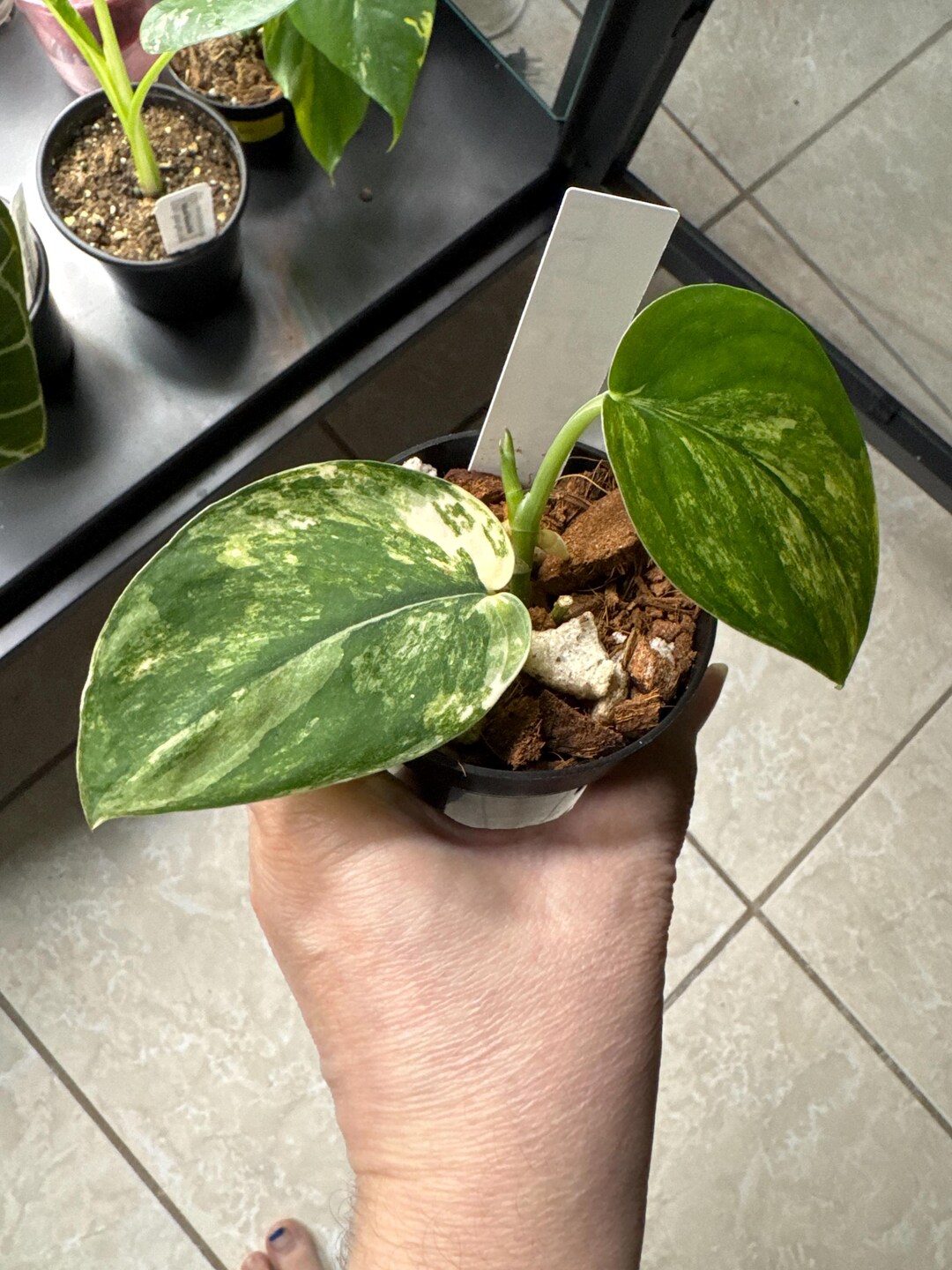 Scindapsus Variegated Rubicon - Etsy