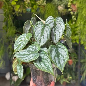 4” Philodendron Brandtianum “brandi” | Silver Leaf Philodendron | Rare ...