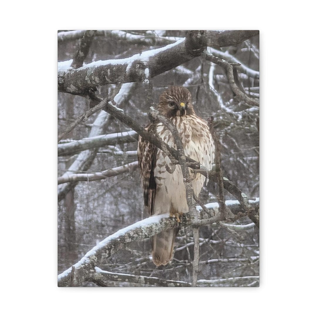 Hawk Wall Art, Nature Decor, Wildlife Photography, Gifts for Bird ...