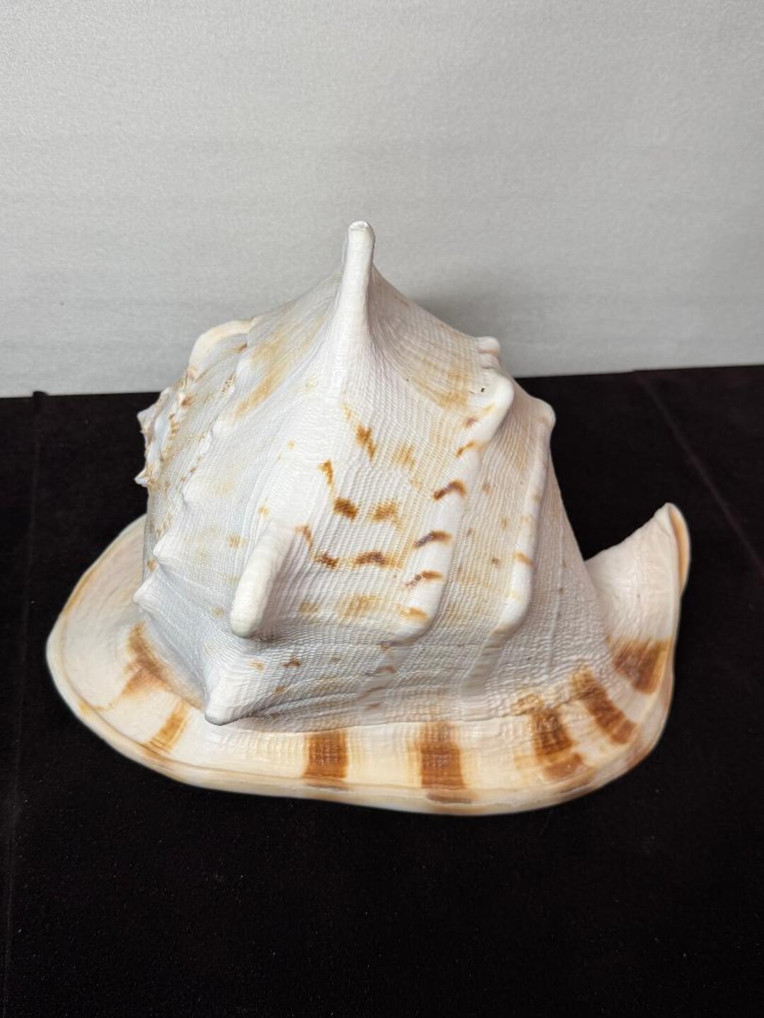 LARGE KING HELMET Horned Conch Shell in Mint Condition. 11 1/2 