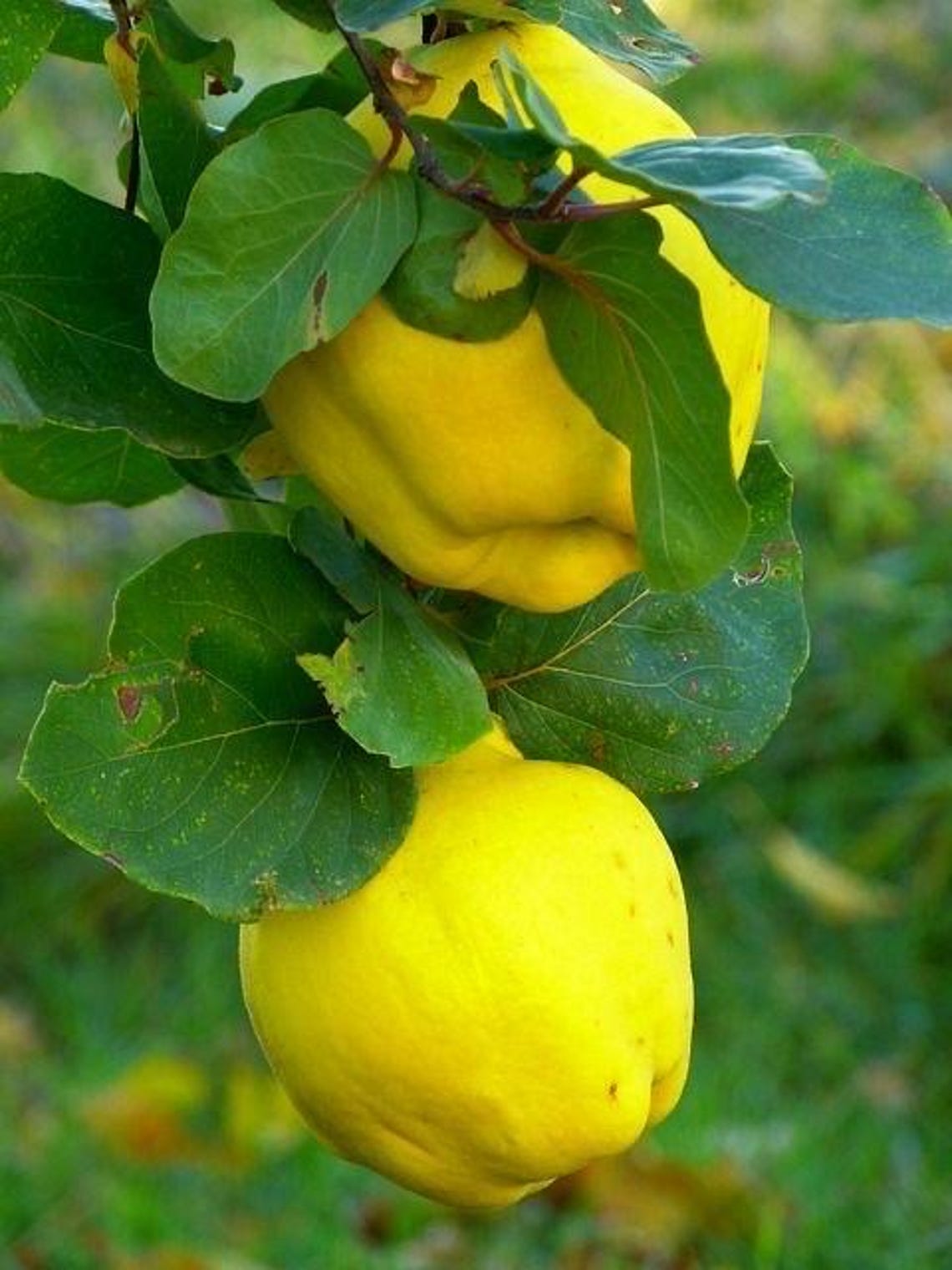 Organic Quince Leaf Loose Herbal Tea | Sun-dried Leaves for Infusions ...