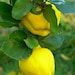 Organic Quince Leaf Loose Herbal Tea | Sun-dried Leaves for Infusions ...
