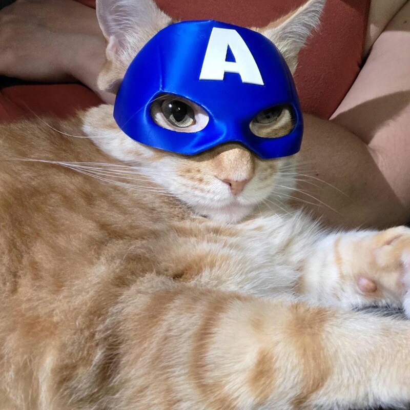 Cat Helmets 3d Print - Etsy