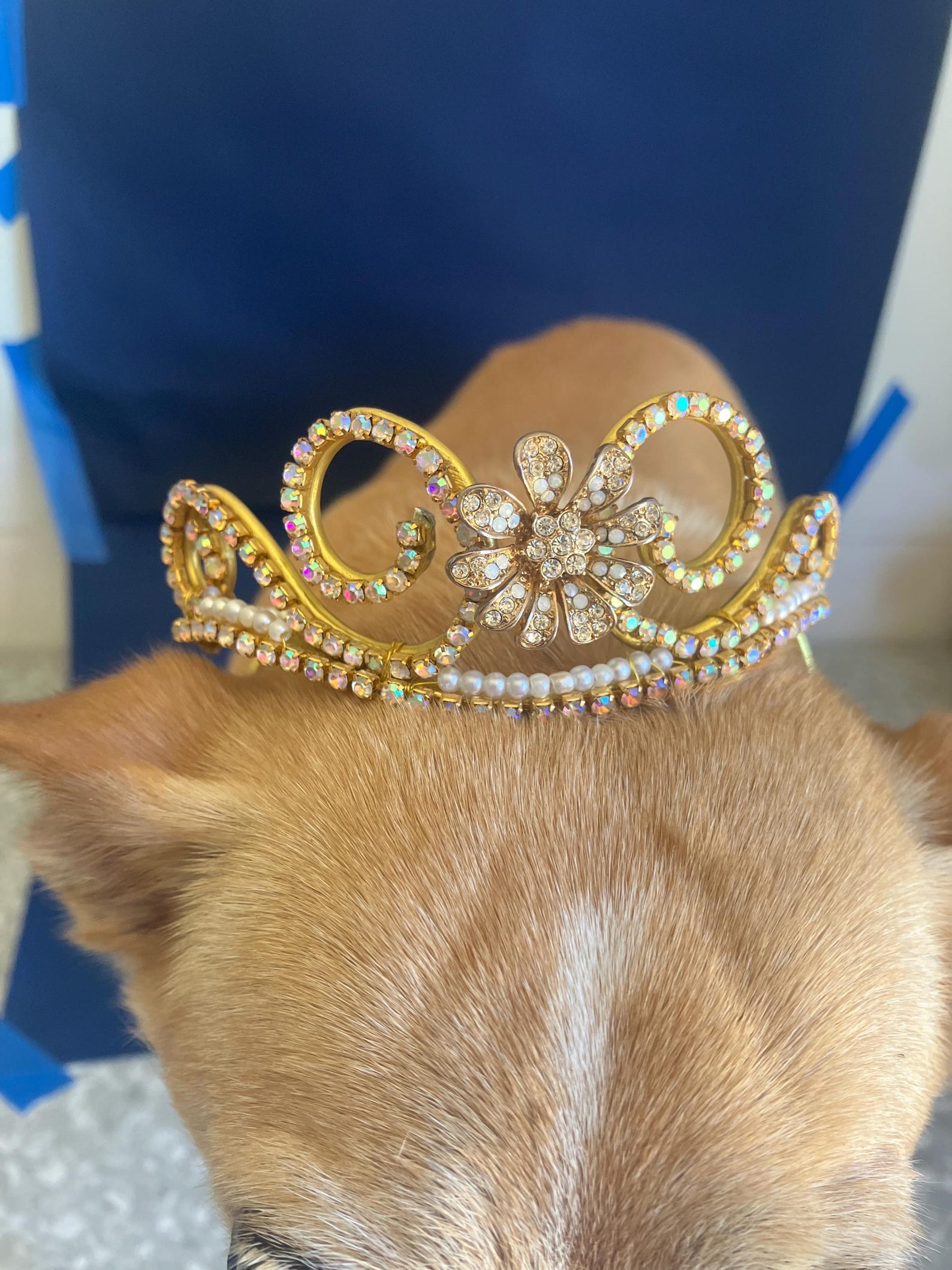 Fancy Glamorous Dog Crown/tiara With Crystals! - Etsy