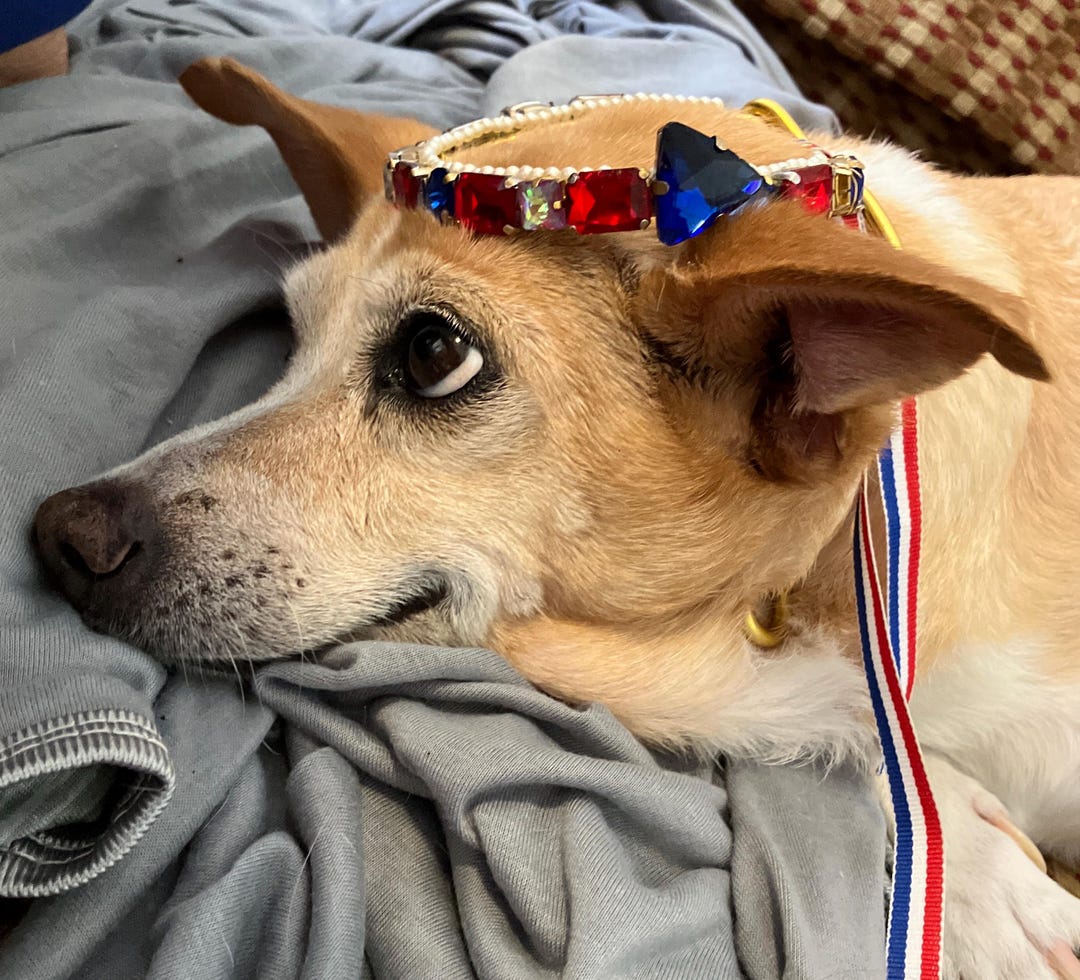 Patriotic Crystal Tiara With Ribbon for Dog. Red, White, and Blue! Bleu ...