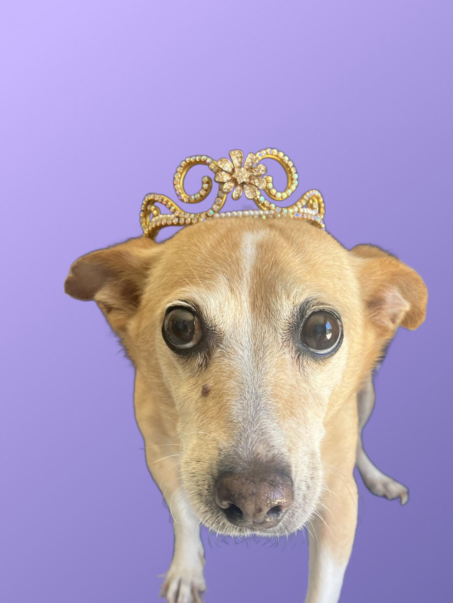 Fancy Glamorous Dog Crown/tiara With Crystals! - Etsy