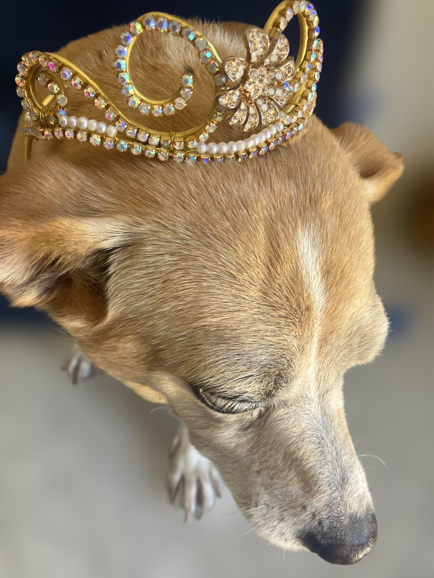 Fancy Glamorous Dog Crown/tiara With Crystals! - Etsy