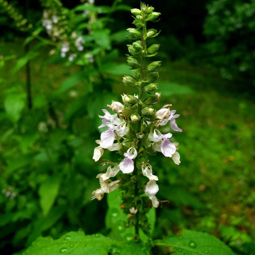 Teucrium Canadense 32 Seeds American/canadian Germander Hairy Wood Sage ...