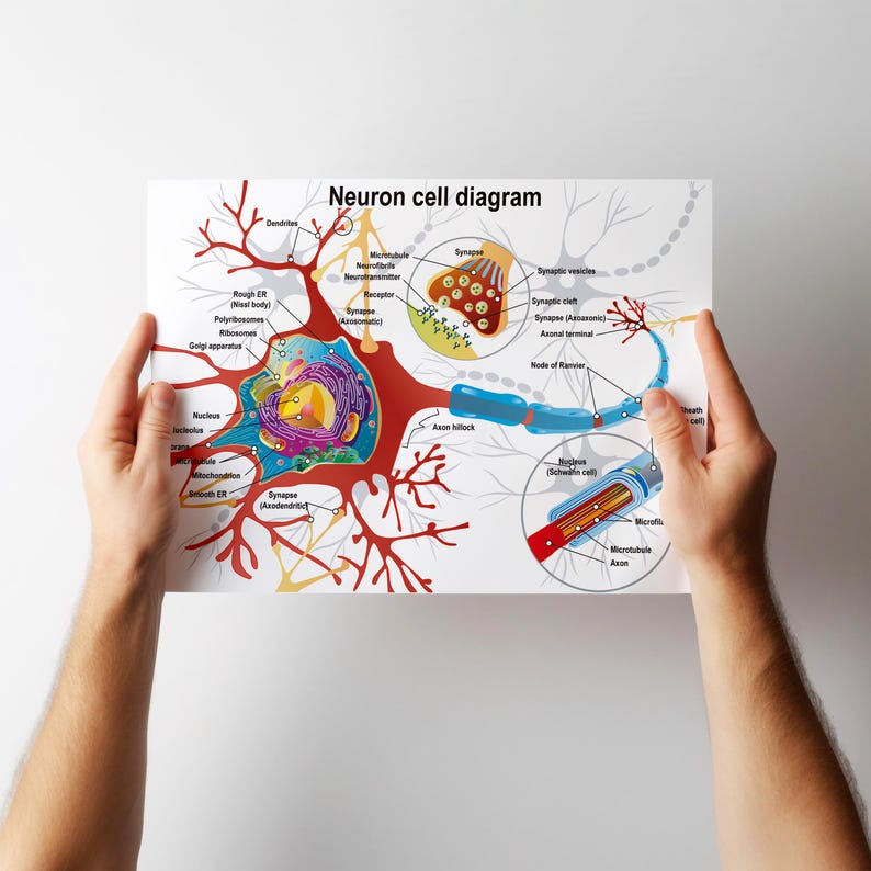 Neuron Cell Diagram Print: Biology Brain Study Material | Neuroscience ...