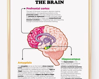 How Trauma Affects the Brain, Trauma and the Brain, Brain Anatomy ...