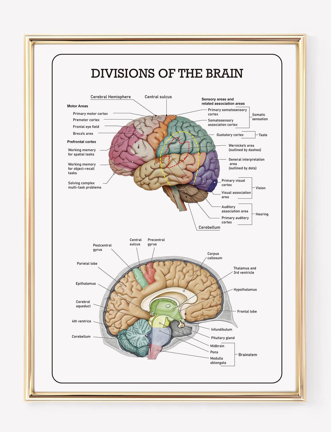 Brain Anatomy Art Print: Educational Classroom Science Poster ...