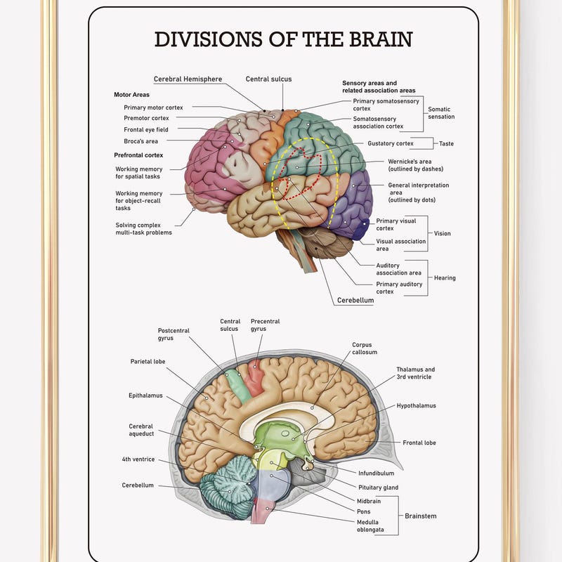 Brain Anatomy Art Print - Etsy UK