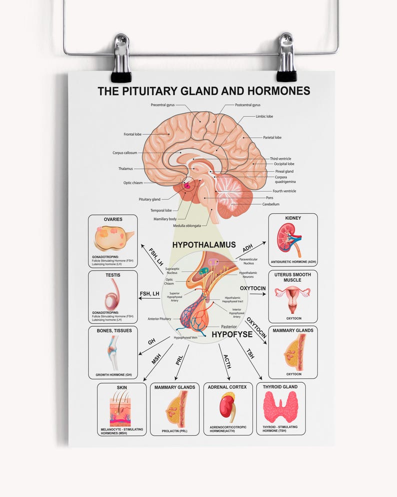 Pituitary Gland Anatomy Poster Hormones, Brain, Educational Print ...