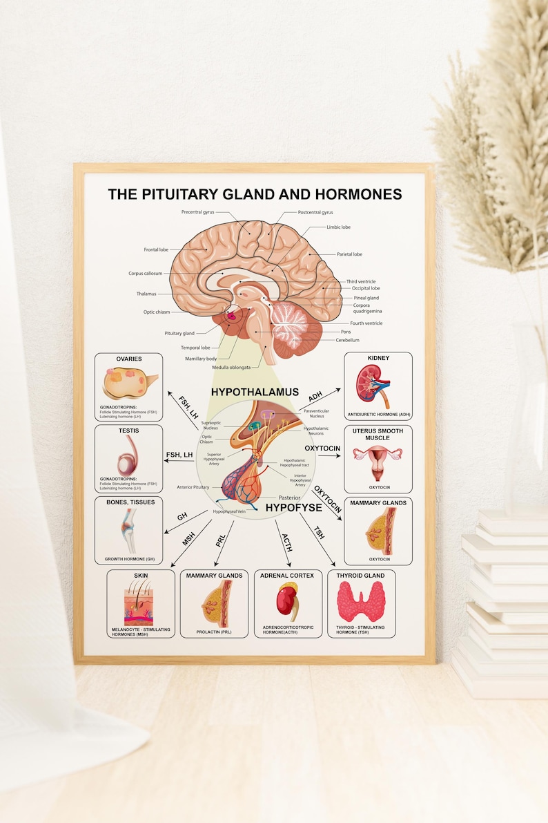 Pituitary Gland Anatomy Poster Hormones, Brain, Educational Print ...