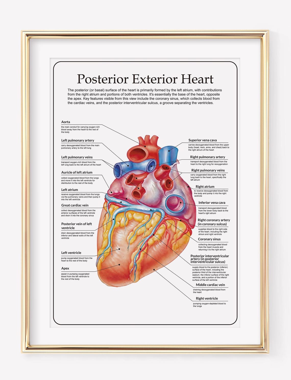 Heart Anatomy Poster: Medical Art Print, Cardiology Diagram (digital ...