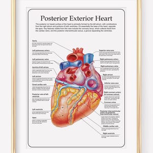 Heart Anatomy Poster: Medical Art Print, Cardiology Diagram (digital ...