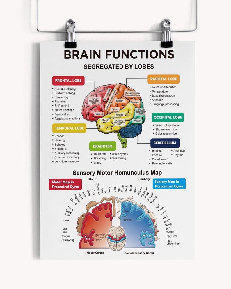 Brain Lobes and Function Map | Brain Anatomy | Sensory and Motor Cortex ...