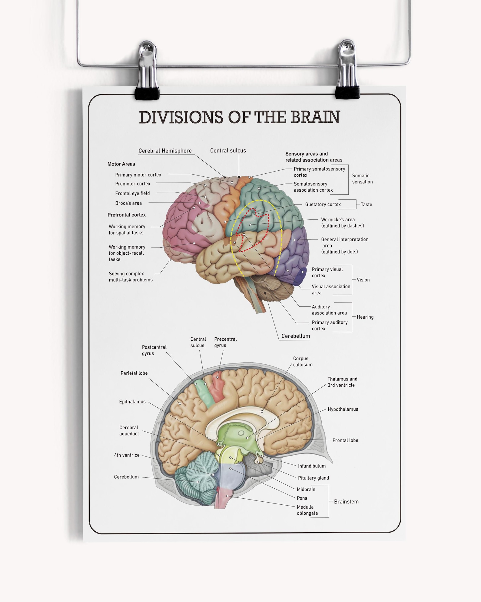 Brain Anatomy Art Print: Educational Classroom Science Poster ...