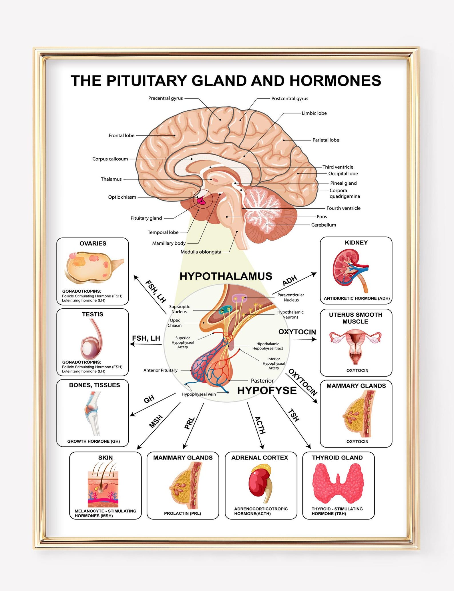 Pituitary Gland Anatomy Poster Hormones, Brain, Educational Print ...