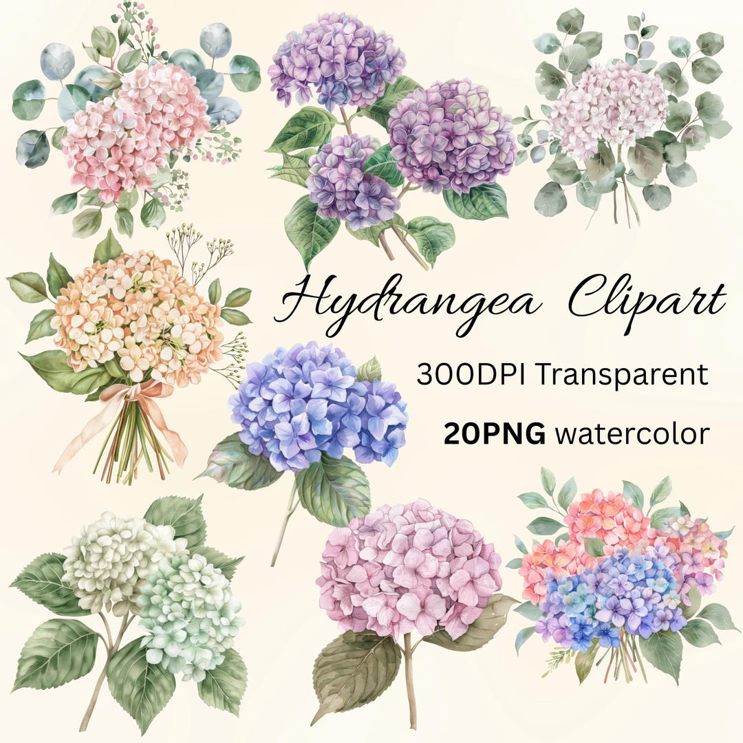 Hydrangea Watercolor Clipart Set: Floral PNG Images (digital Download ...