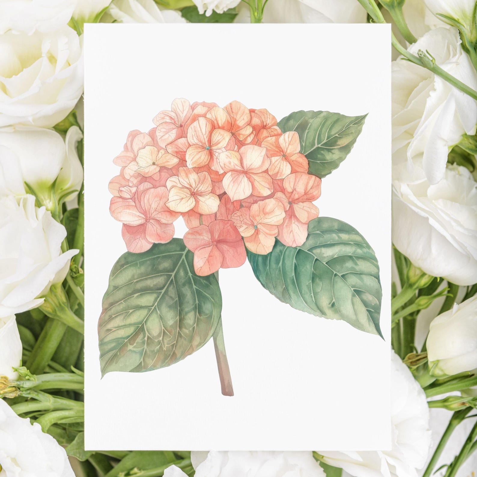 Hydrangea Watercolor Clipart Set: Floral PNG Images (digital Download ...