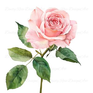 Watercolor Pink Rose Clipart PNG Bundle: DIY Crafts (digital Download ...