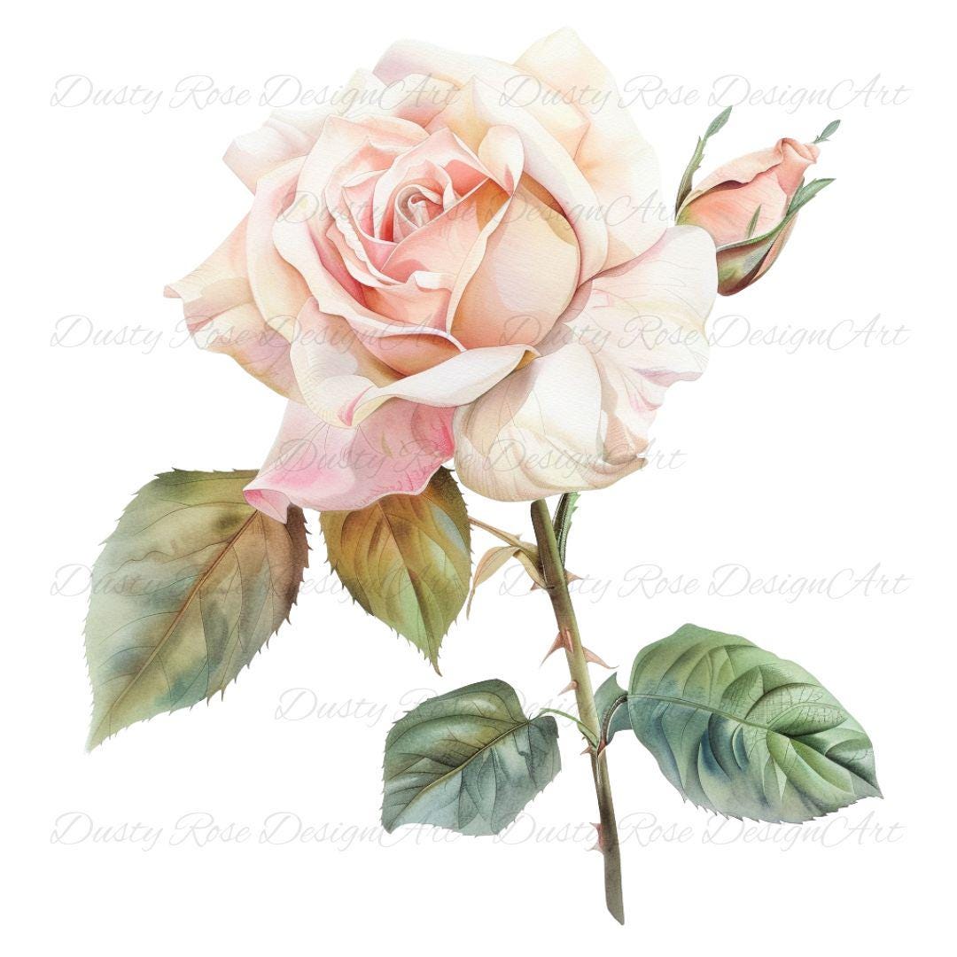 Watercolor Pink Rose Clipart PNG Bundle: DIY Crafts (digital Download ...