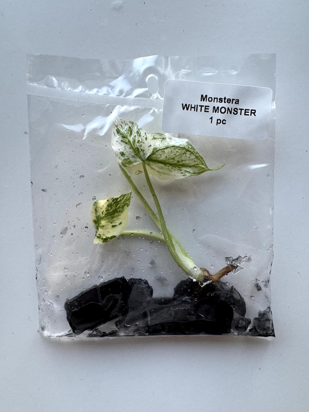 Monstera White Monster Variegated - Tissue Culture TC | Grower's Choice ...