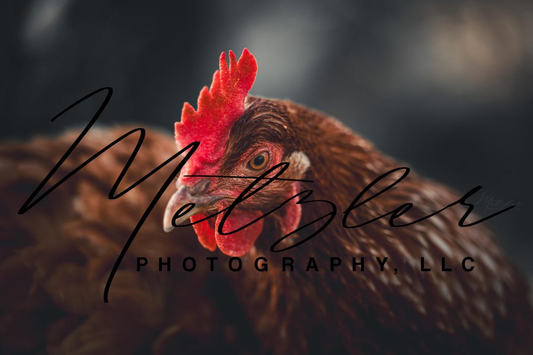 Rustic Hen Portrait | High Resolution Chicken Photography Digital ...