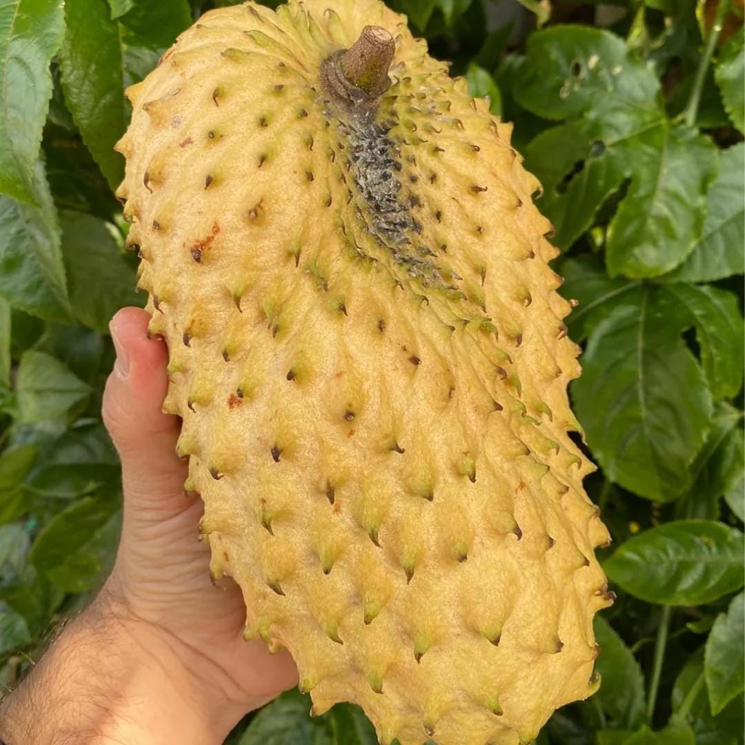 Rare Golden Soursop Seeds(annona Muricata) Var. Golden 250++ Seedss - Etsy