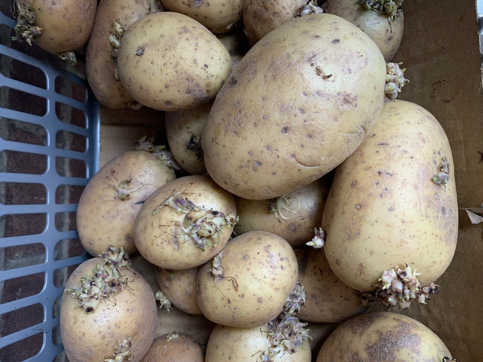 Seeds & Bulbs Seed Potatoes Second Early 500g up to 20kg Potato garden ...