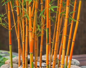 50 Purple Timor Bamboo Seeds | Privacy Garden Plant | Clumping Bamboo ...