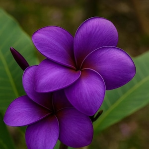 Purple Plumeria 5 Seeds | Exotic Blooming Seeds | Fragrant Tropical ...