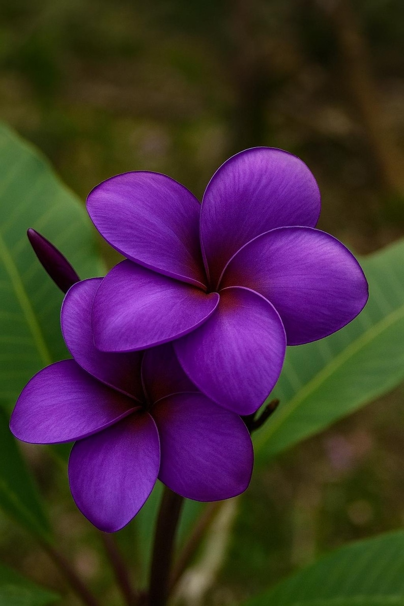 Purple Plumeria 5 Seeds | Exotic Blooming Seeds | Fragrant Tropical ...