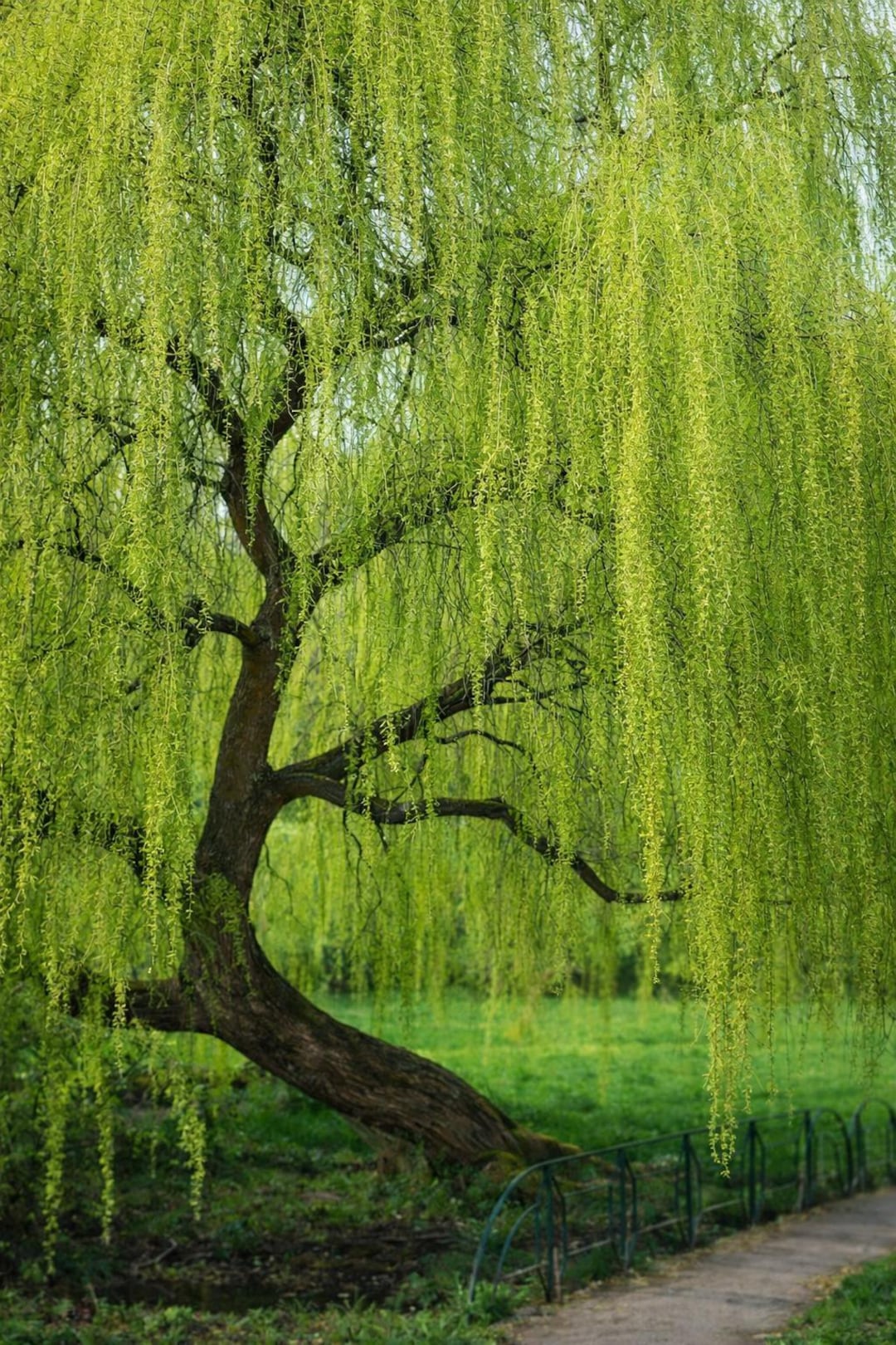 Bright Green Weeping Willow Seeds | 5 Giant Landscape Tree Seeds ...