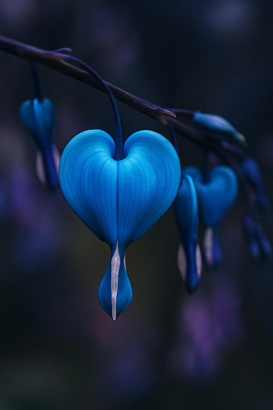 Rare Black Bleeding Heart 25 Seeds | Romantic Shade Garden Flowers ...