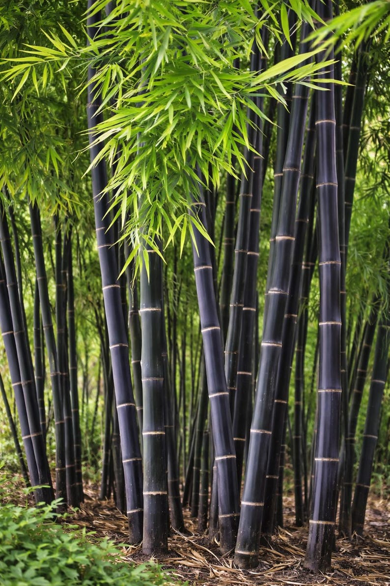 50 Purple Timor Bamboo Seeds | Privacy Garden Plant | Clumping Bamboo ...