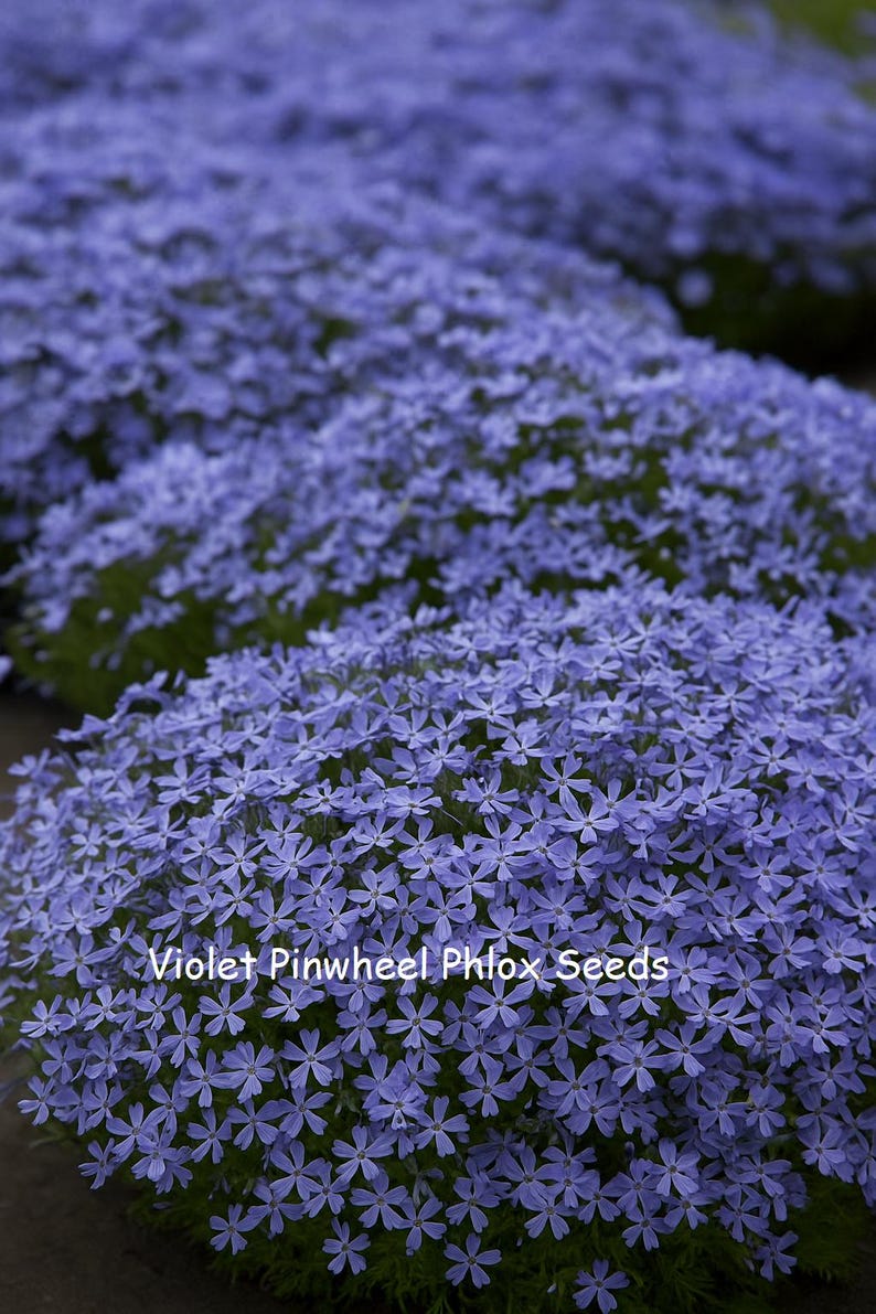 Violet Pinwheel Phlox 50 Seeds | Striped Bloom Seeds | Long-blooming ...