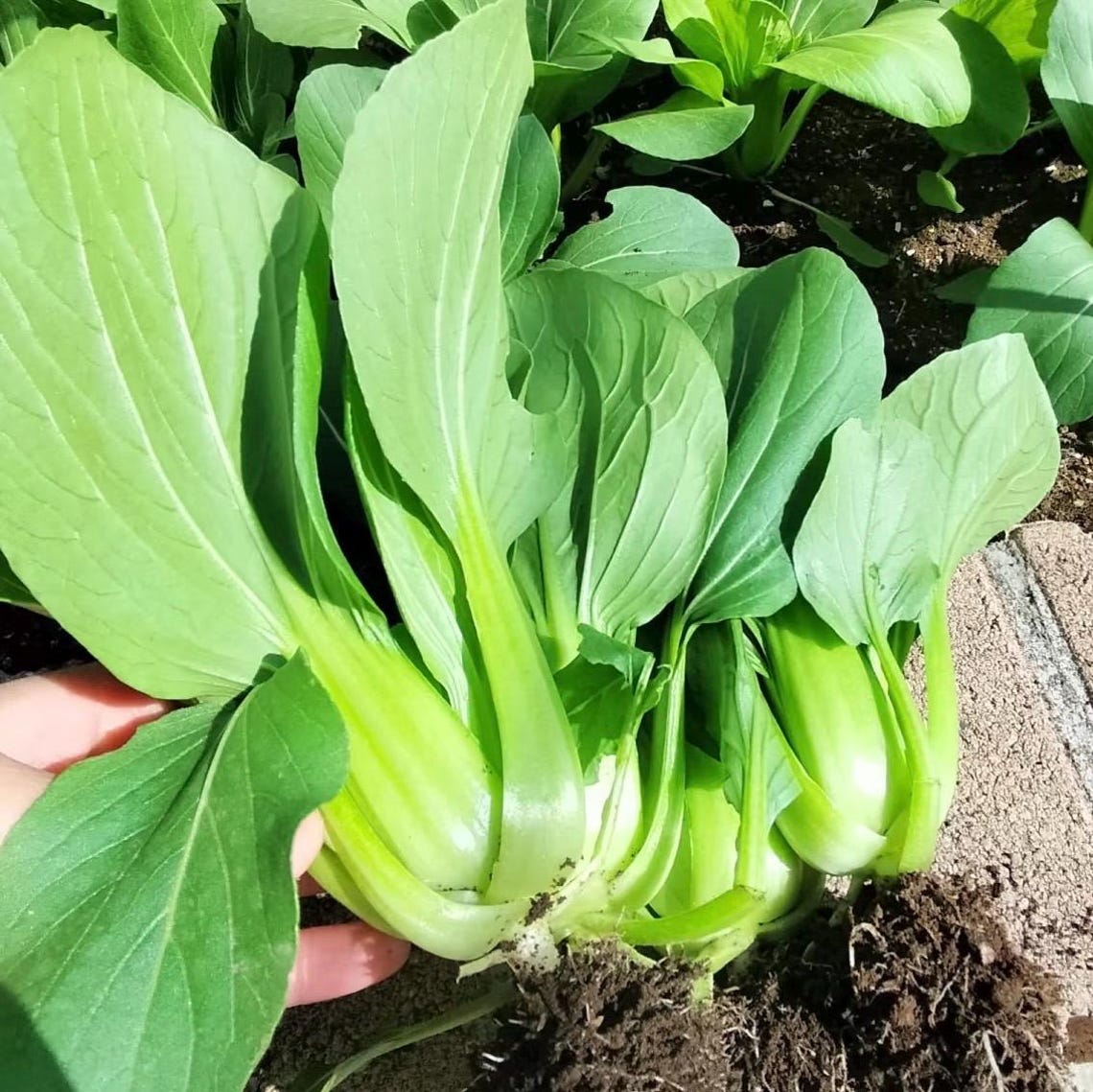 500+ Bok Choy Seeds ，pak Choi Chinese Cabbage Heirloom Seeds，上海青/009 - Etsy